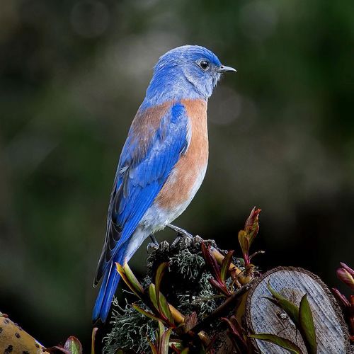 Bluebird - Songs Download - Free Online Songs @ JioSaavn