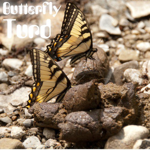 Butterfly Turd Songs Download - Free Online Songs @ JioSaavn