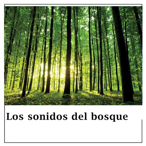 Los Sonidos Del Bosque - Sonidos Puros De La Naturaleza Para La ...