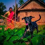 Kochu Bone Hege Gelo Kalo Kukure - Song Download from Kochu Bone Hege ...