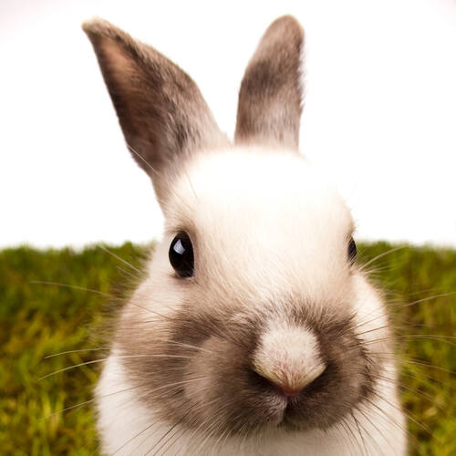 Funny Little Bunny (The Springtime Action Song)