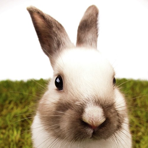 Funny Little Bunny - The Springtime Action Song Songs Download - Free ...