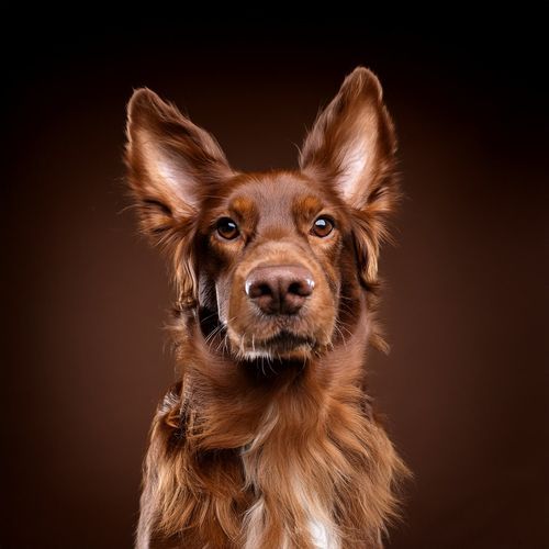 Playful Paws And Flow - Song Download from Hip Hop Beats For Dogs ...