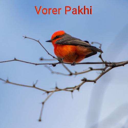 Akasher Tara Miti Miti Kore - Song Download from Vorer Pakhi @ JioSaavn