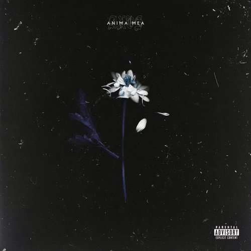 40 OZ Lyrics - Anima Mea - Only on JioSaavn