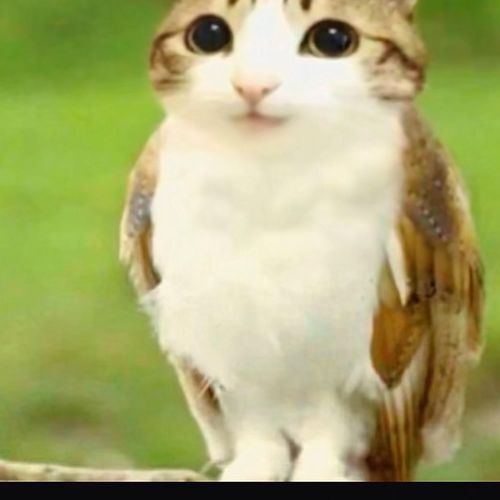 Dih Cheese - Song Download from Dih cheese @ JioSaavn