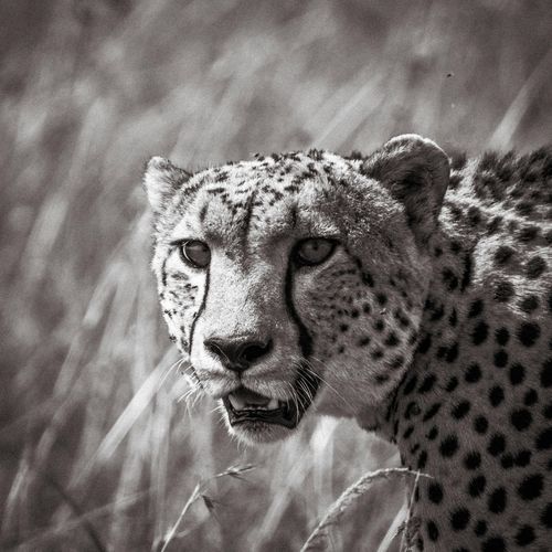 Payton Smells Like A Crow Fart (Payton Poop) - Song Download from Start ...